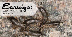 Earwigs: What You Need To Know and How to Identify Them