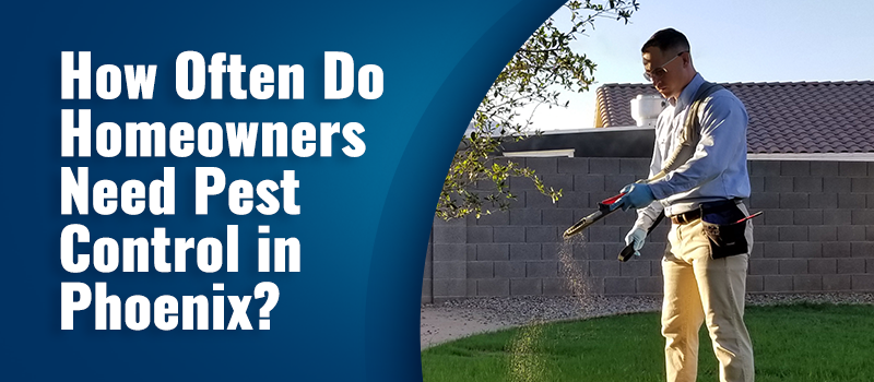 How Often Should Pest Control be Done in Phoenix AZ How Often Should Pest Control be Done in Phoenix AZ