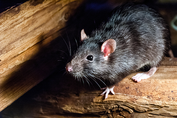 Pest Control Mesa AZ | Exterminators and Pest Prevention