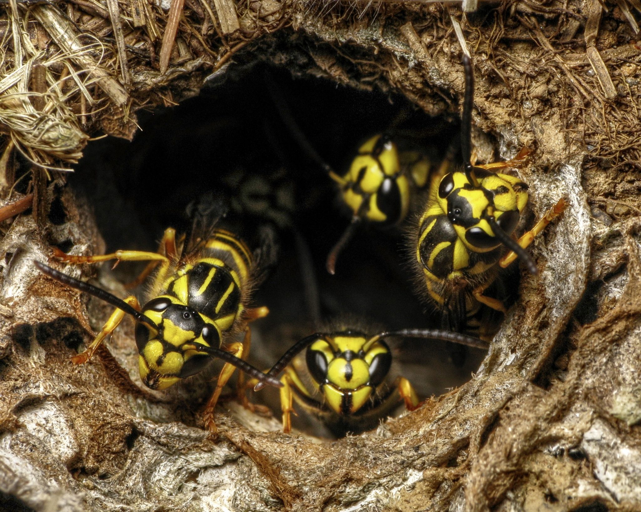Are There Wasps in Arizona? Different Types of Wasps in Arizona