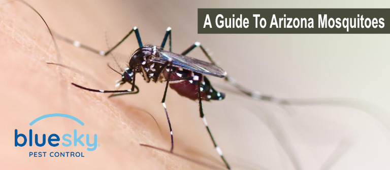 A Guide to Mosquitoes in Arizona: What You Need To Know