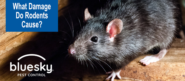What Sort of Damage Do Rodents Cause? Signs of an Infestation