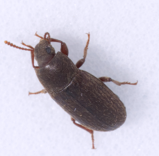 Occasional Invaders: What They Are & What You Should Do