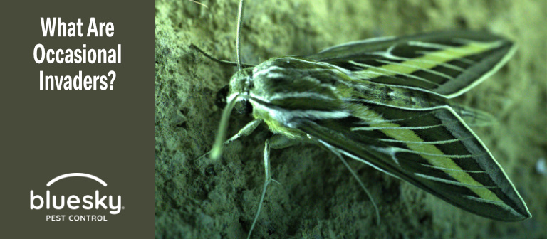Occasional Invaders: What They Are & What You Should Do